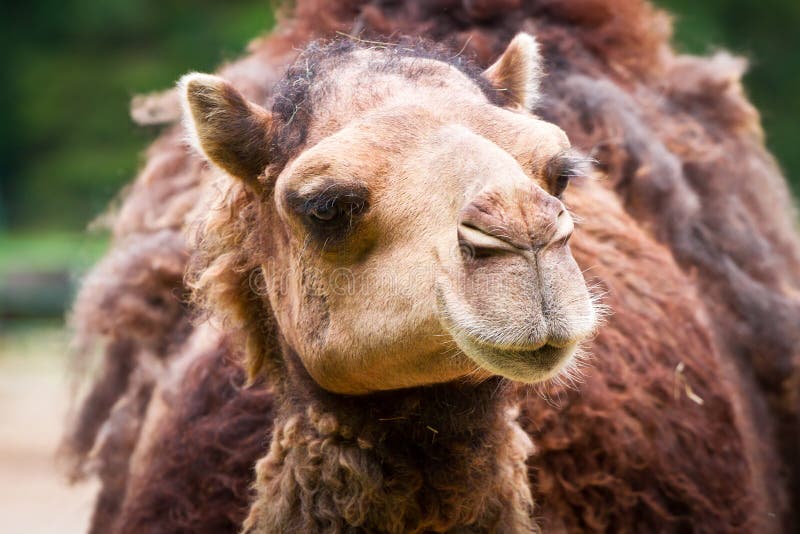 Camel portrait stock photo. Image of desert, head, brown - 26862598