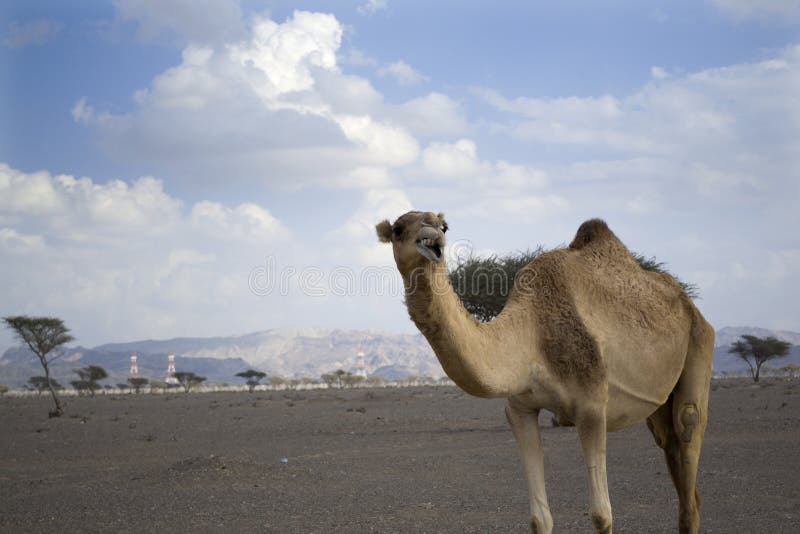 Camel portrait stock photo. Image of habitat, safari - 38193936