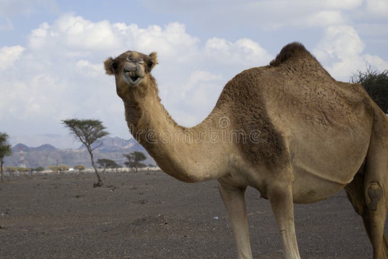 Camel portrait stock photo. Image of desert, camel, transport - 38193970