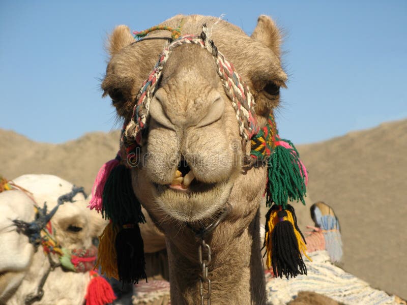 Smiling Camel stock photo. Image of springs, northern - 1323624