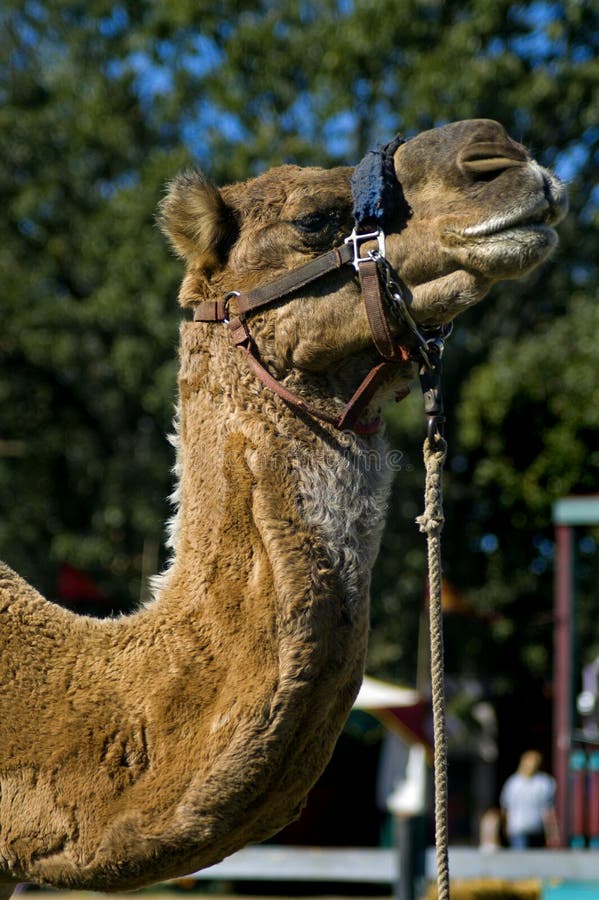 Camel Portrait stock photo. Image of mammal, animal, camelus - 482248