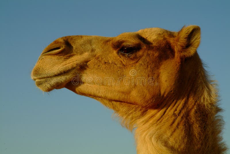 Camel Portrait stock photo. Image of dunes, peaceful, desert - 5804630