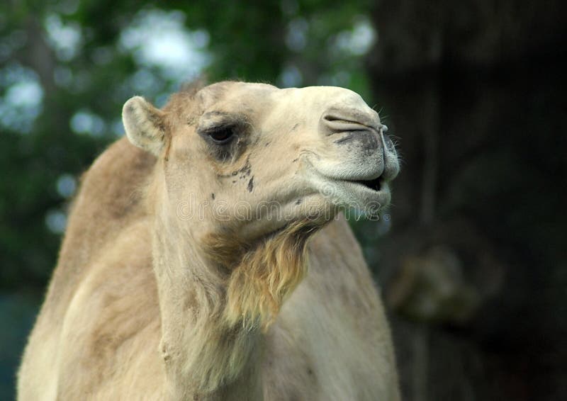Camel stock image. Image of camel, england, wiltshire - 99579353