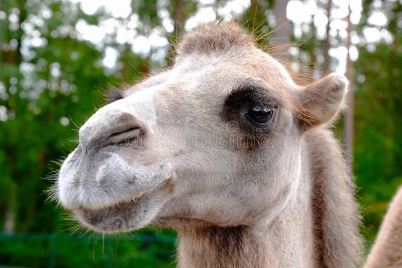 303 Side Face Camel Stock Photos - Free & Royalty-Free Stock Photos ...