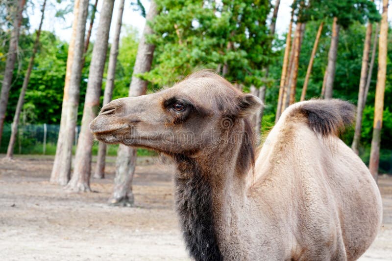 Camel Portrait. Arabian Brown Camel Face Close-up Stock Photo - Image ...