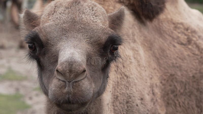 Camel Portrait. Arabian Brown Camel Face Close-up Stock Video - Video ...