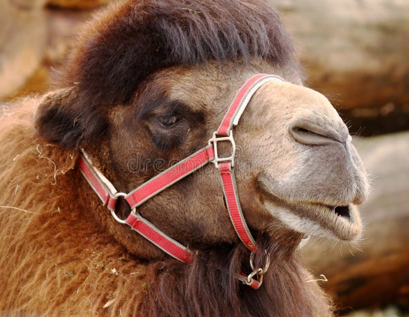 Camel. stock photo. Image of transport, hump, animal - 35455366