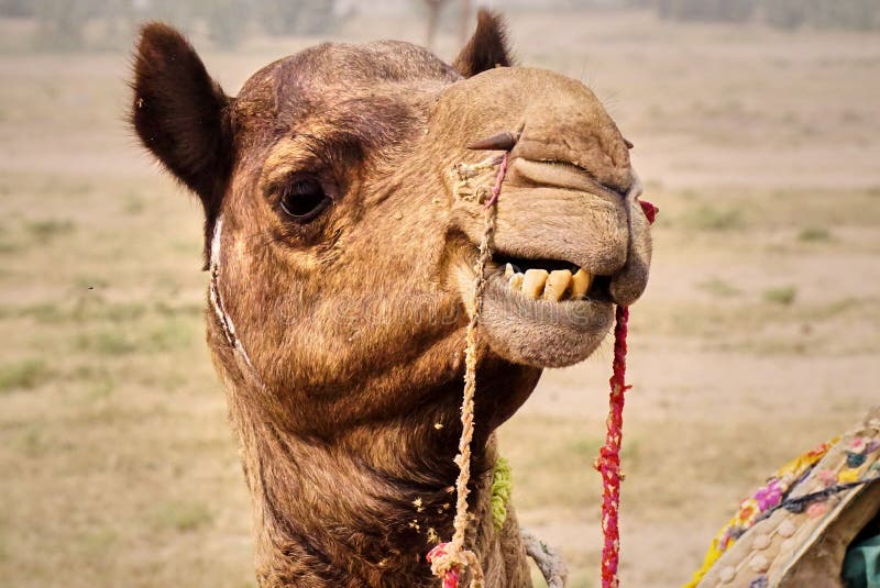 Grinning Camel stock image. Image of showing, portrait - 89645605