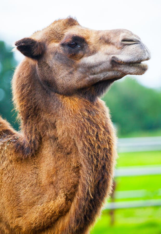 Camel portrait stock photo. Image of bactrian, shaggy - 164585780