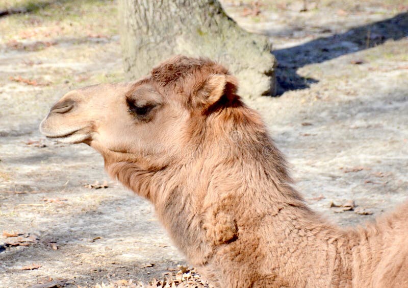 Camel Portrait stock image. Image of tame, friendly - 109103129
