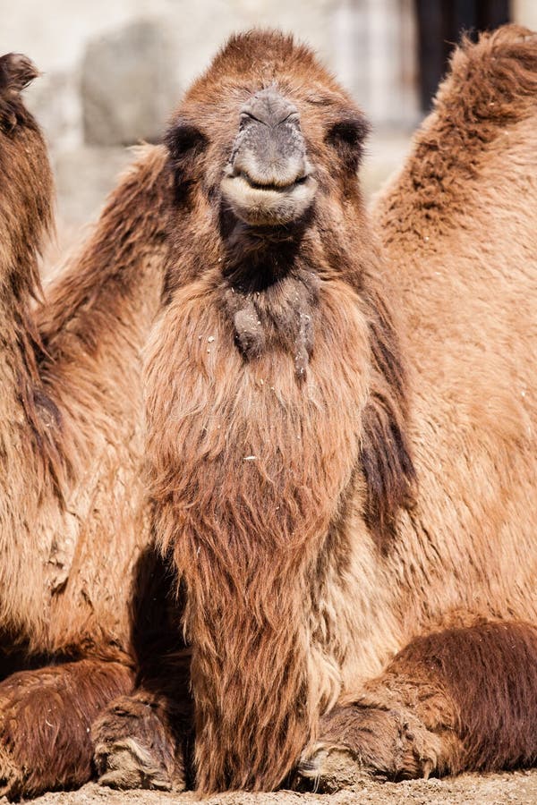 Camel portrait stock image. Image of portrait, beast - 39396143