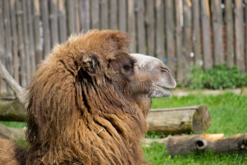 Camel portrait stock photo. Image of bactrian, shaggy - 164585780