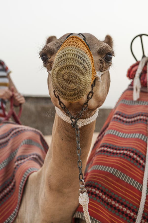 Camel portrait stock image. Image of profile, camel, northern - 94562425