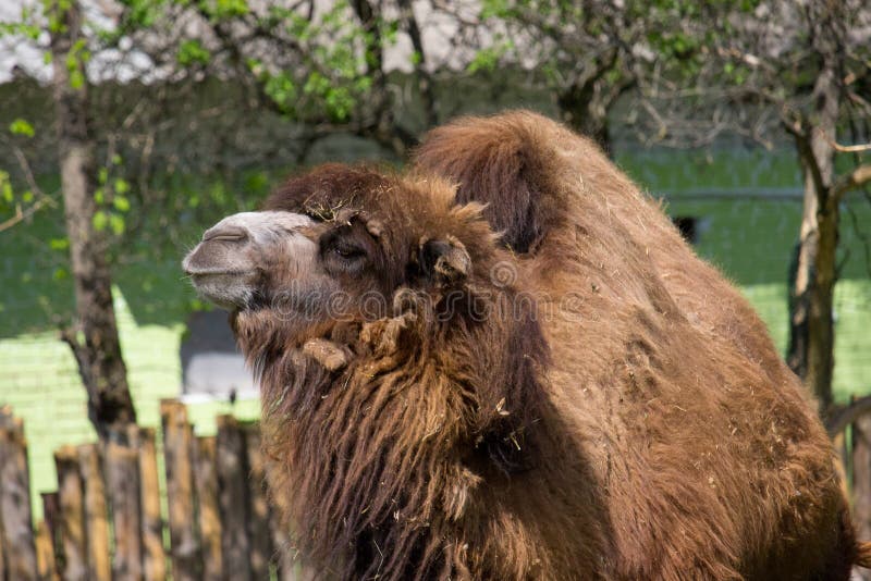 Camel portrait stock photo. Image of bactrian, shaggy - 164585780