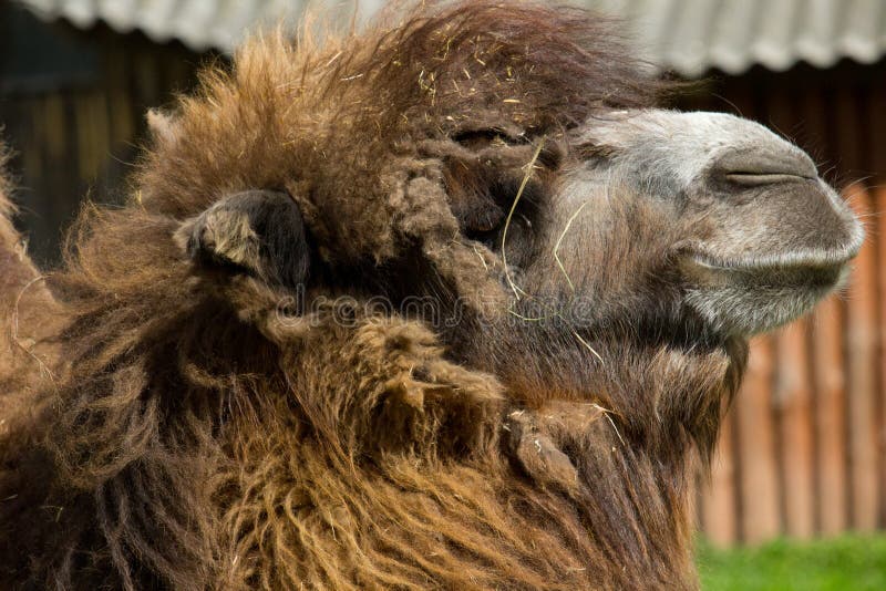 Camel portrait stock photo. Image of bactrian, shaggy - 164585780