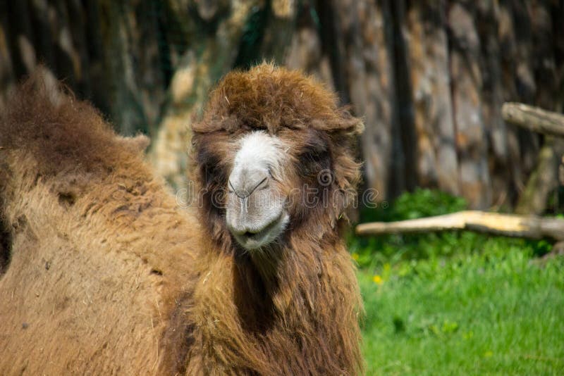 Camel portrait stock photo. Image of bactrian, shaggy - 164585780