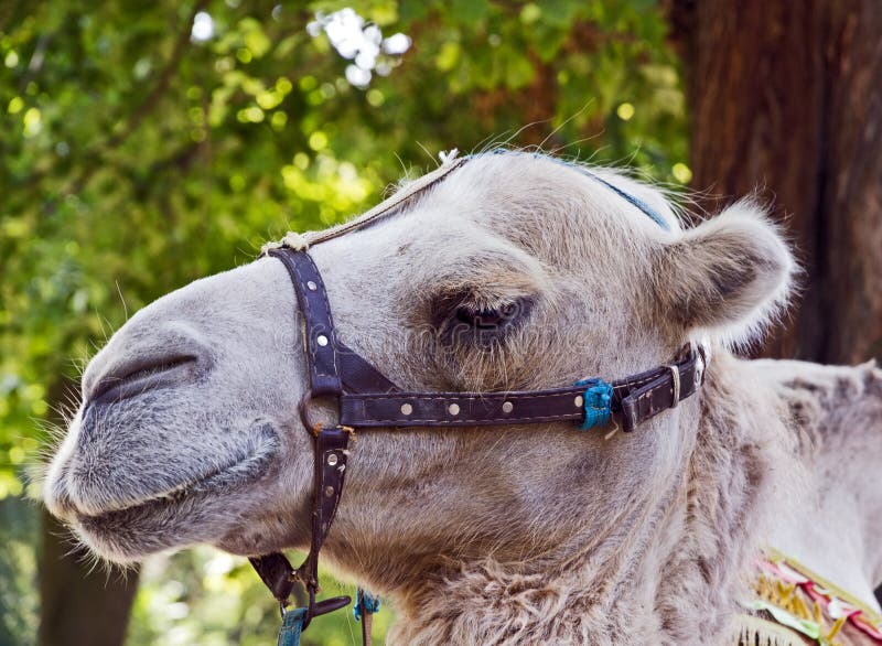 Camel portrait stock photo. Image of bactrian, shaggy - 164585780