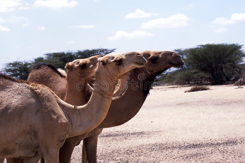 Camel portraits stock photo. Image of close, africa, dune - 5314728