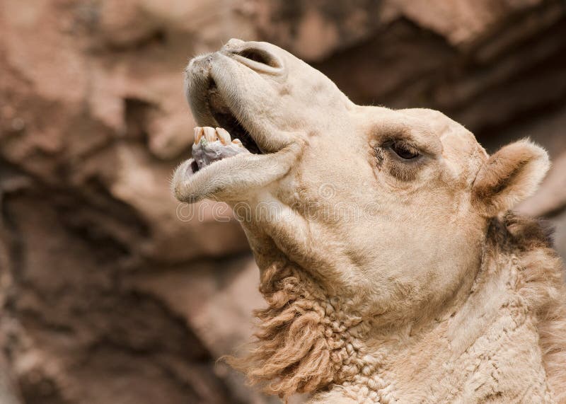 Camel Profile stock image. Image of ruminant, bactrian - 13363049