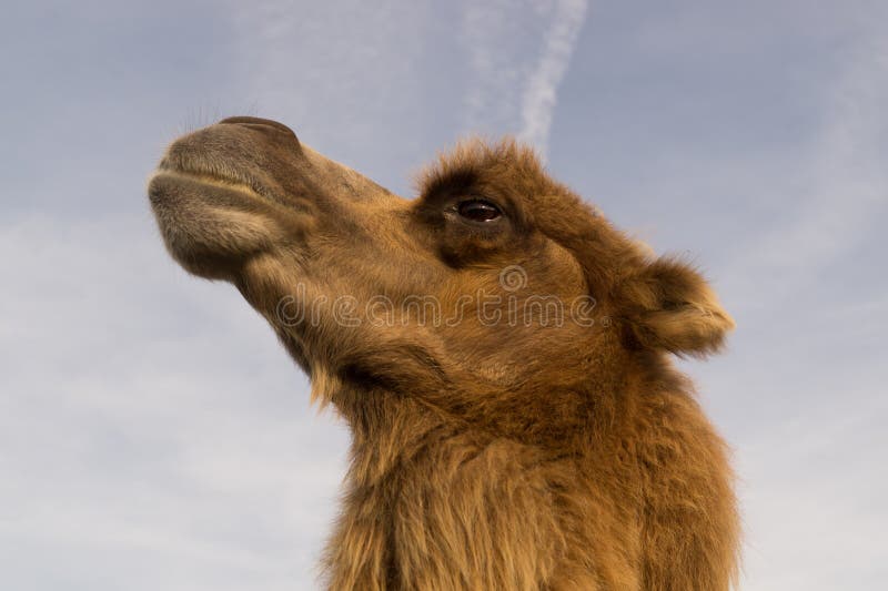 Camel Profile Picture. Image: 335475