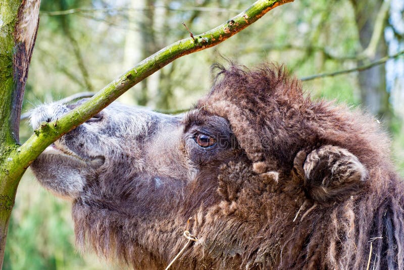 Camel in Profile Nibbling the Bark of a Tree Stock Photo - Image of ...