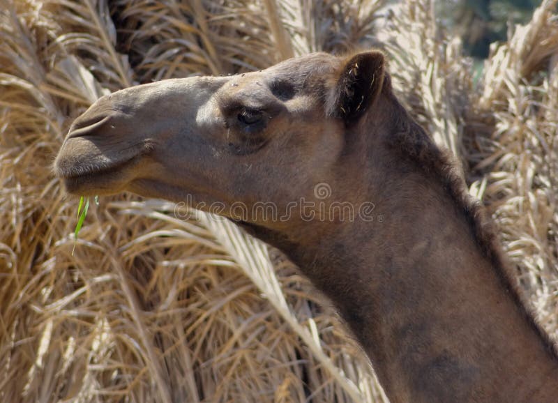573 Camel Profile Portrait Stock Photos - Free & Royalty-Free Stock ...