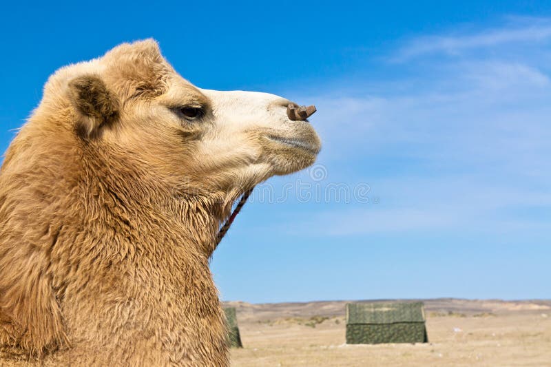305 Proud Camel Stock Photos - Free & Royalty-Free Stock Photos from ...