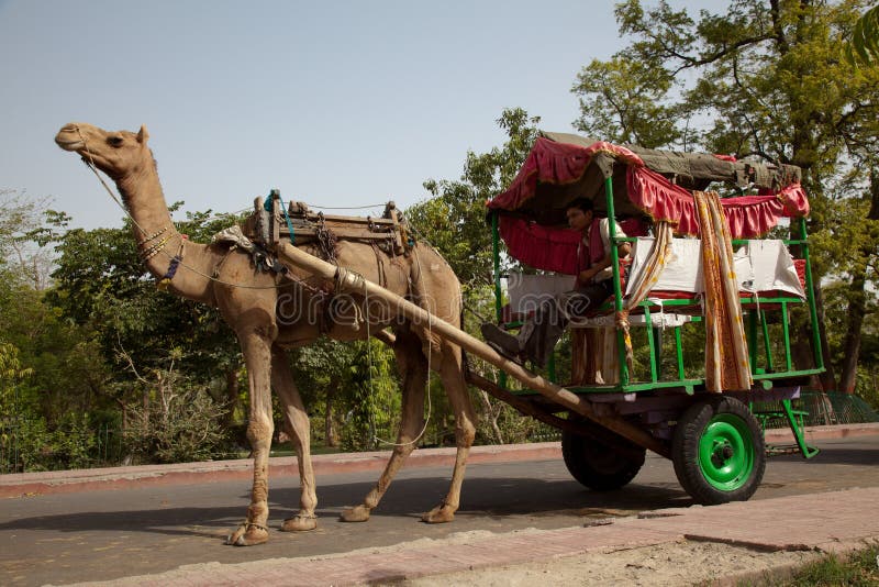 Camel Pulling Cart in India Editorial Image - Image of ornate, travel ...
