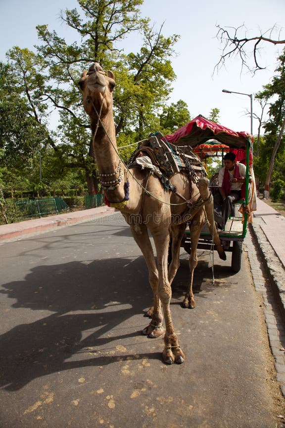 Camel Pulling Cart in India Editorial Stock Image - Image of asia ...