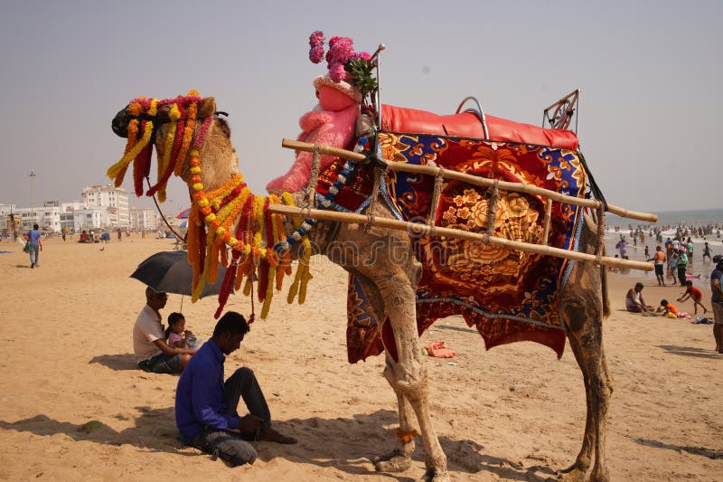 Camel in Puri Sea Beach at Sunny Day Editorial Stock Image - Image of ...