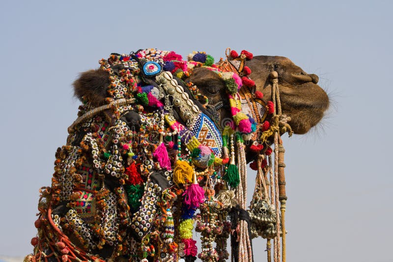 Camel at the Pushkar Fair in Rajasthan, India Stock Image - Image of ...
