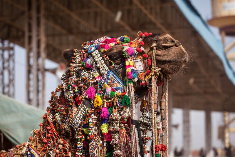 Camel at Pushkar Mela (Pushkar Camel Fair), India Stock Photo - Image ...