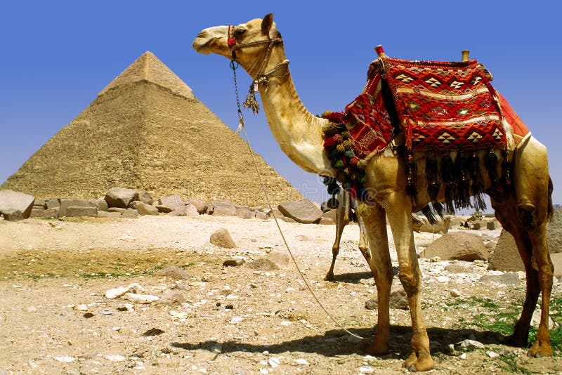 Camel and pyramid stock image. Image of pyramid, seven - 14673289