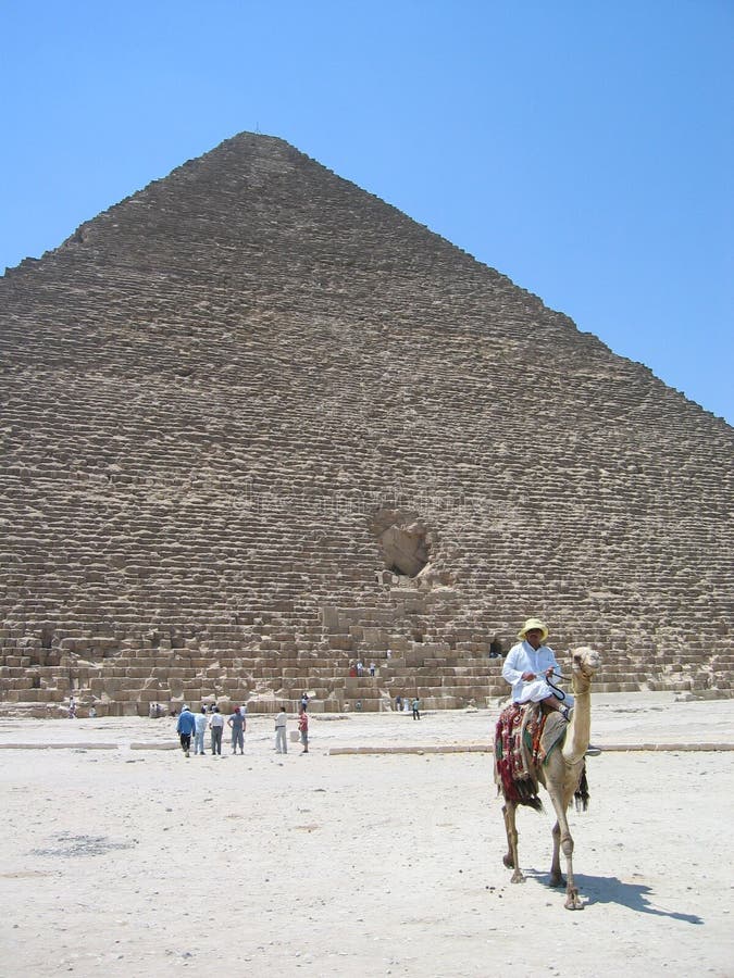 Camel by Pyramid editorial stock image. Image of history - 37931484