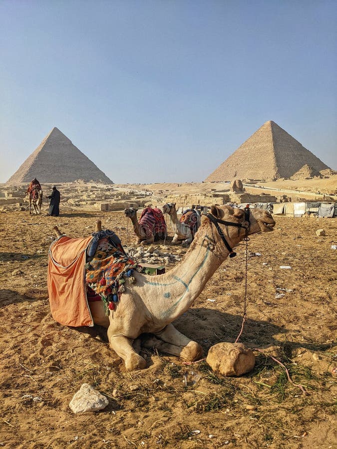 Camel and Pyramids, Cairo stock photo. Image of adventure - 320953820