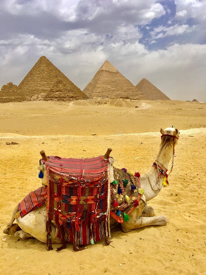 Camel and Pyramids . Egypt stock image. Image of pyramids - 97919069