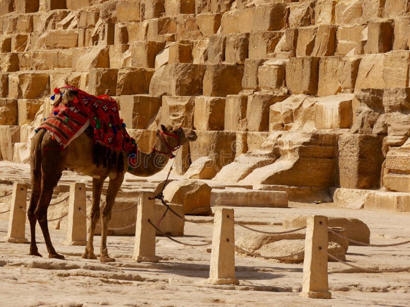Camel and pyramids stock image. Image of camel, antique - 3758847