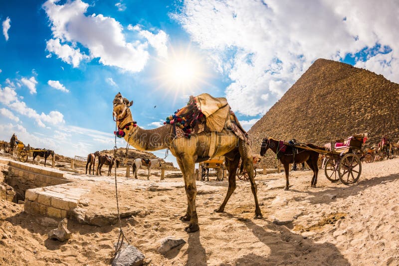 Camel and Pyramids of Giza stock image. Image of pyramid - 108103891
