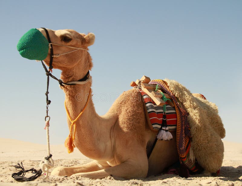 Camel in Qatar Desert stock image. Image of ecosystem - 44000959