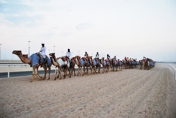 Camel race , doha, Qatar editorial photography. Image of doha - 53604827