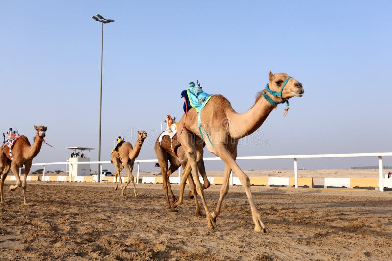 Camel race in Qatar stock photo. Image of seddled, doha - 36465552