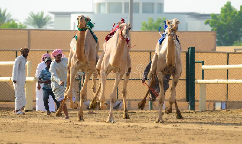 Camel Race editorial photography. Image of challenge - 63885042