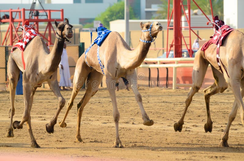Camel Race editorial photography. Image of camel, speed - 63885047