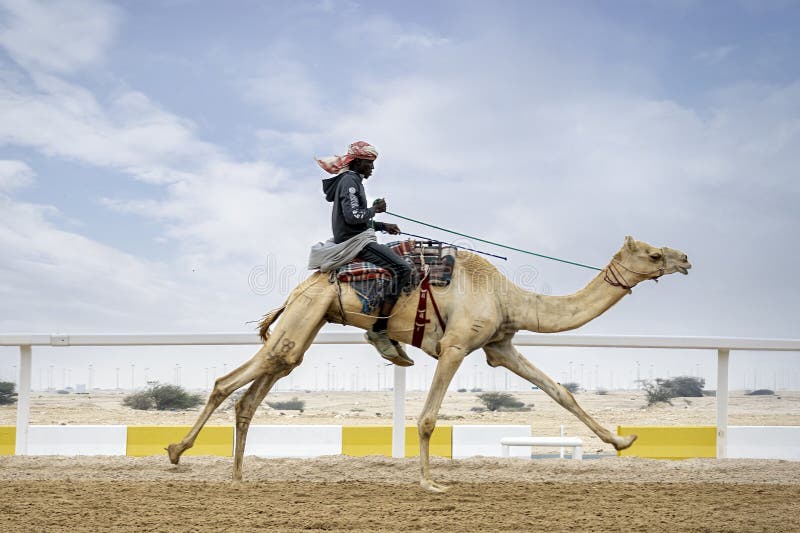 Camel Race. Shahaniyah Camel Race Track Qatar Editorial Photography ...