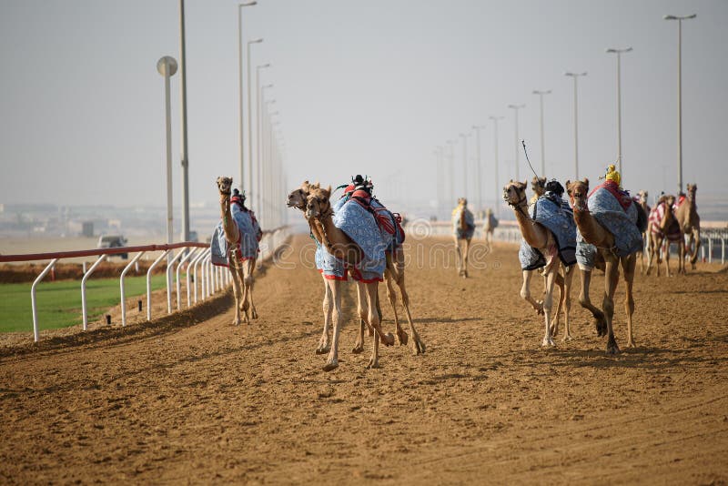 Camel race editorial photo. Image of sunny, game, sport - 87342711