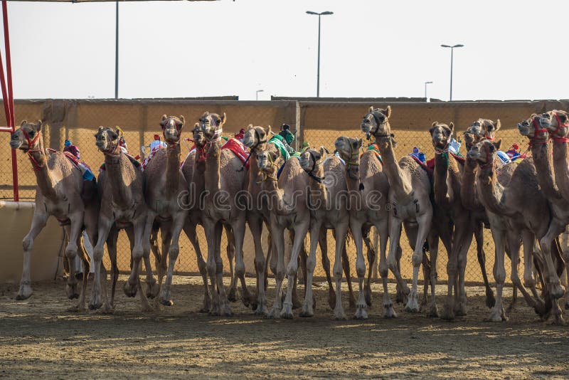 Camel race stock image. Image of camel, sand, show, arab - 87342847