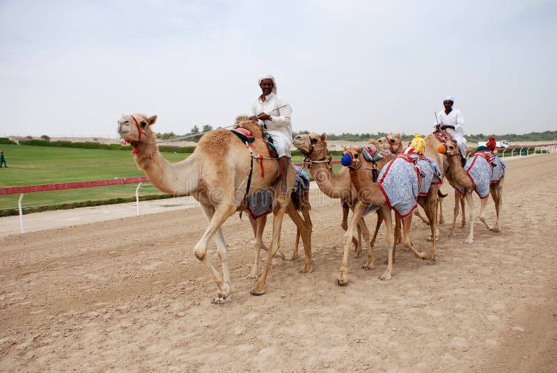 Racing camels stock image. Image of gallop, speed, east - 23036831