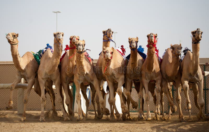 Camel Racing stock image. Image of prize, middle, desert - 29421133