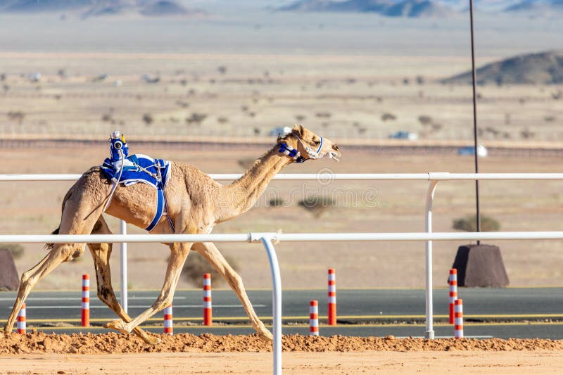 Camel Racing for the King& X27;s Cup, Al Ula, Saudi Arabia Stock Image ...