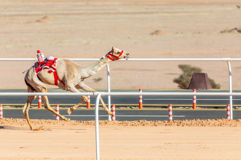 Camel Racing for the King S Cup, Al Ula Stock Photo - Image of animal ...